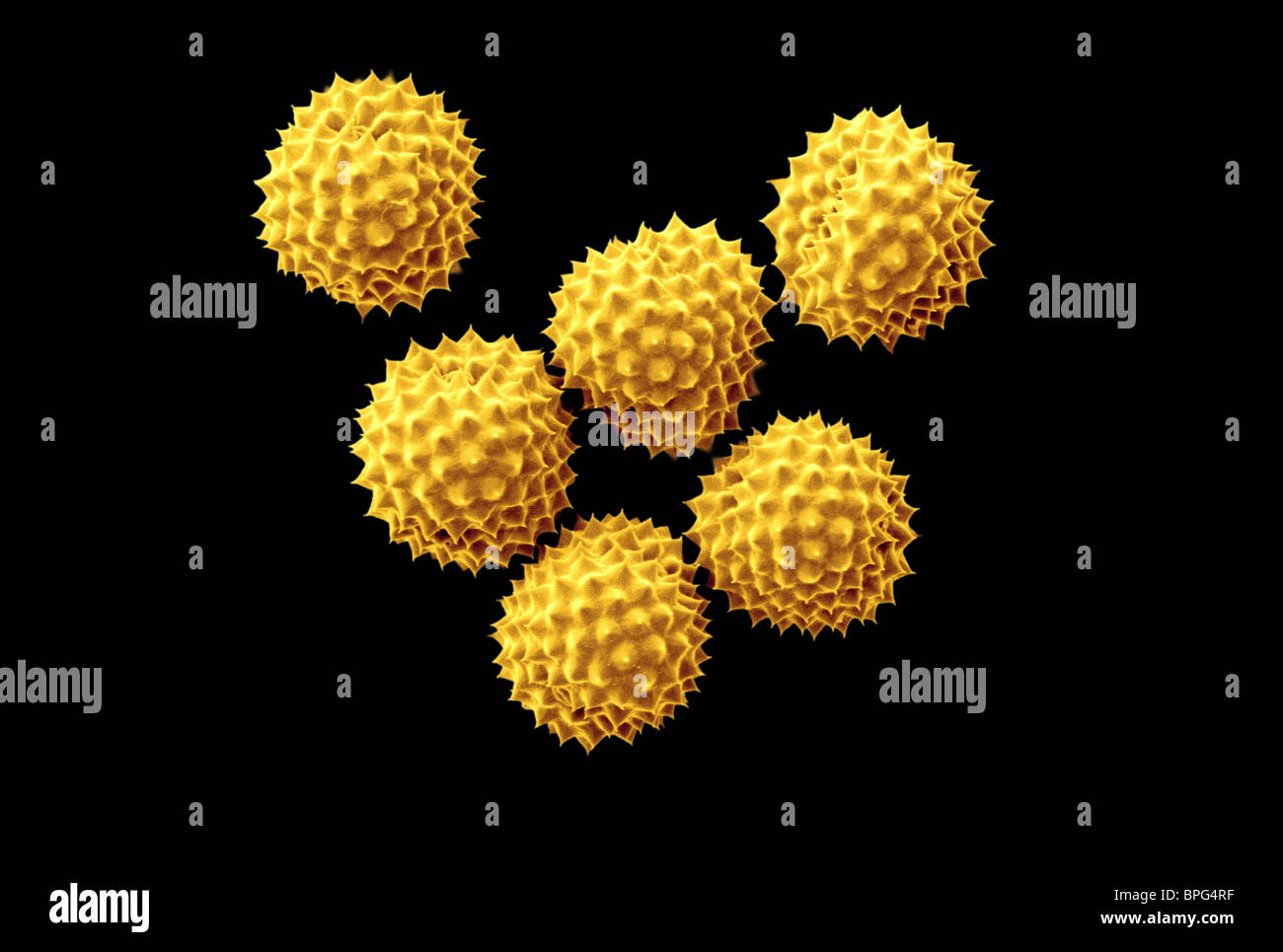 SEM x1170 Ragweed pollen - Allergenic pollen grains of ragweed Stock ...