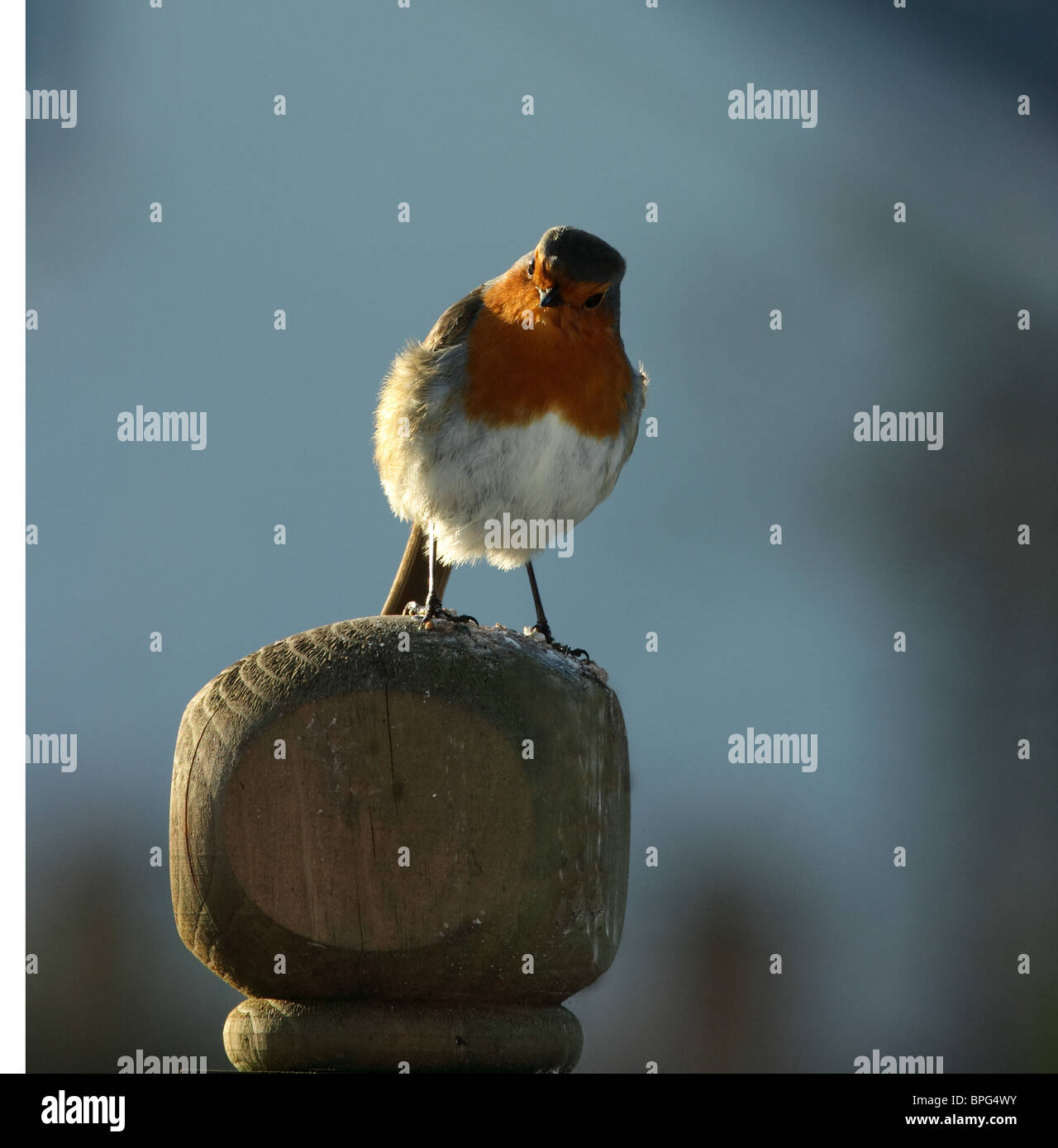 Devon birds hi-res stock photography and images - Alamy