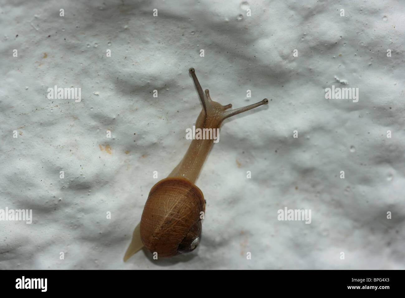Snail climbing wall in Devon UK Stock Photo - Alamy