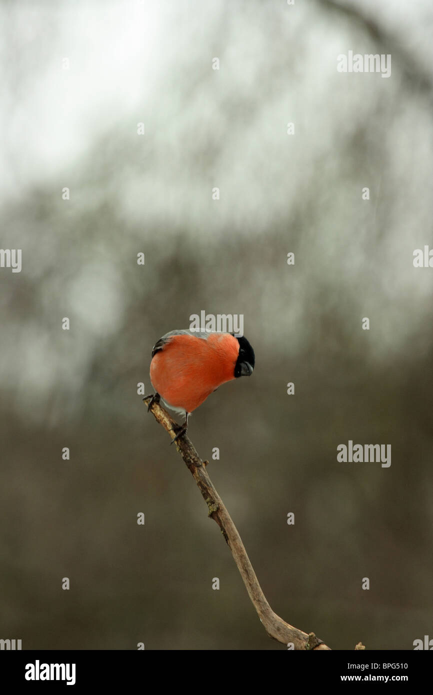 Plump finch hi-res stock photography and images - Alamy