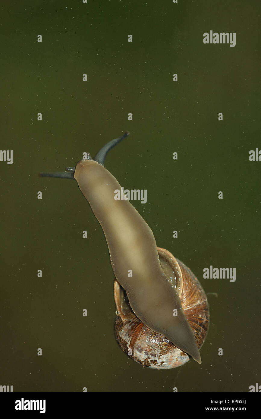 Snail climbing window seen from inside Stock Photo - Alamy