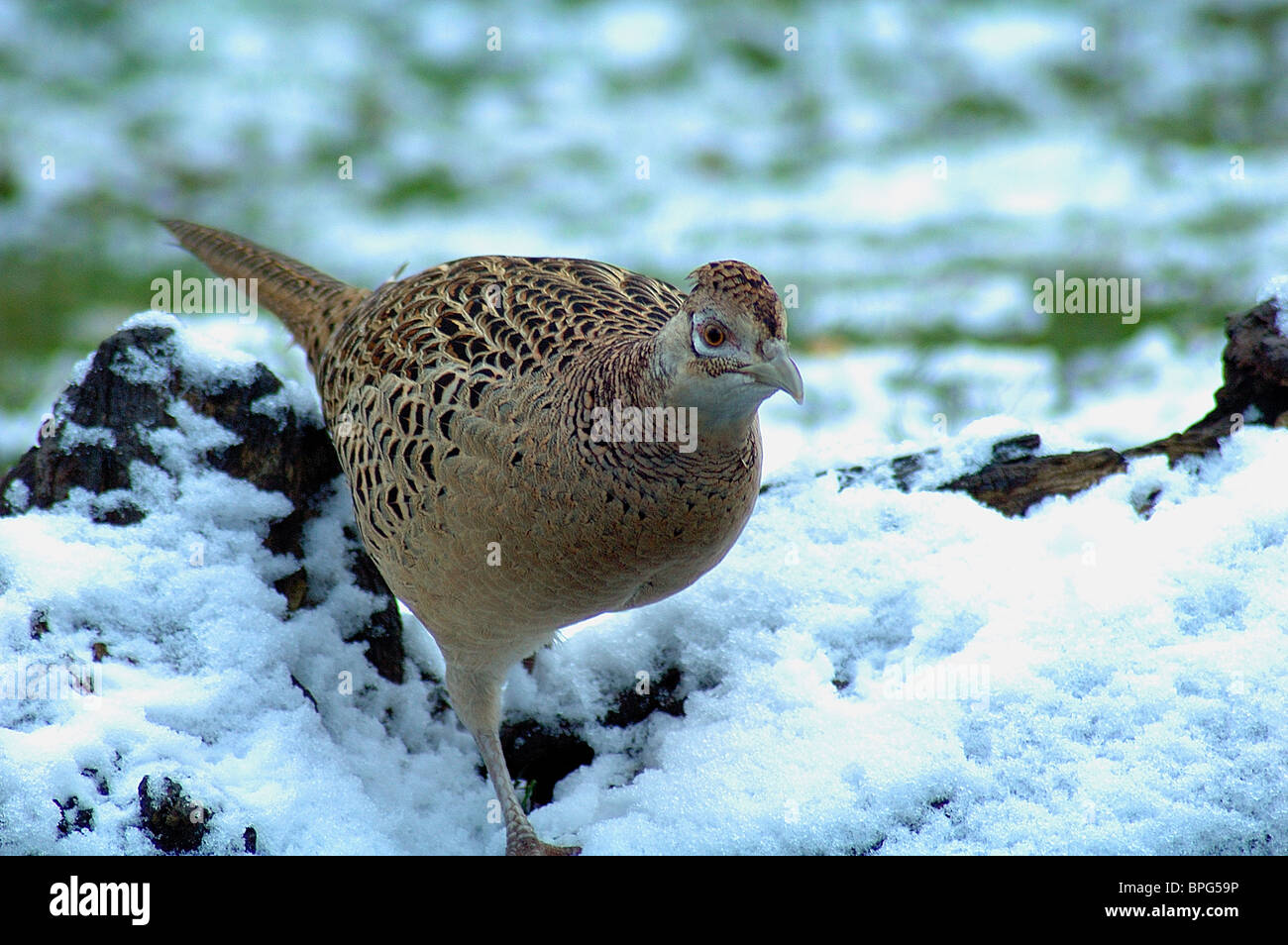 Pheasant in snow in Devon UK Stock Photo - Alamy
