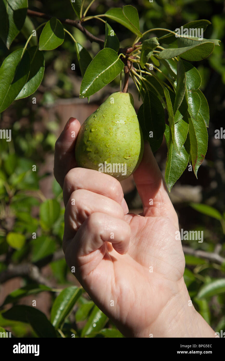Pick fruit pear hi-res stock photography and images - Alamy