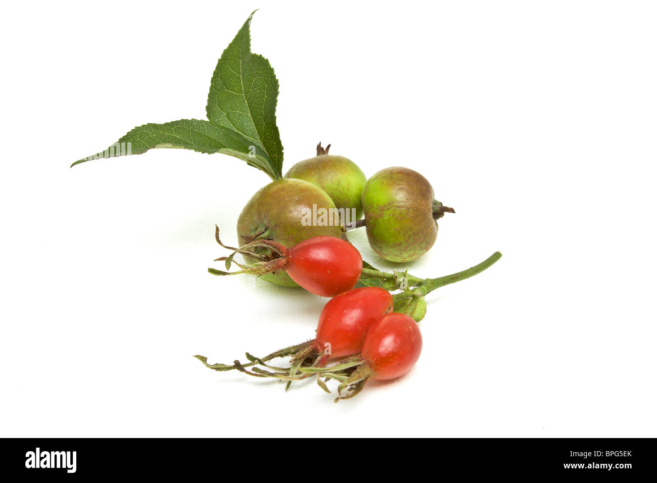 Hedgerow Fruit of vibrant red rosehips and green crabapples Stock Photo ...