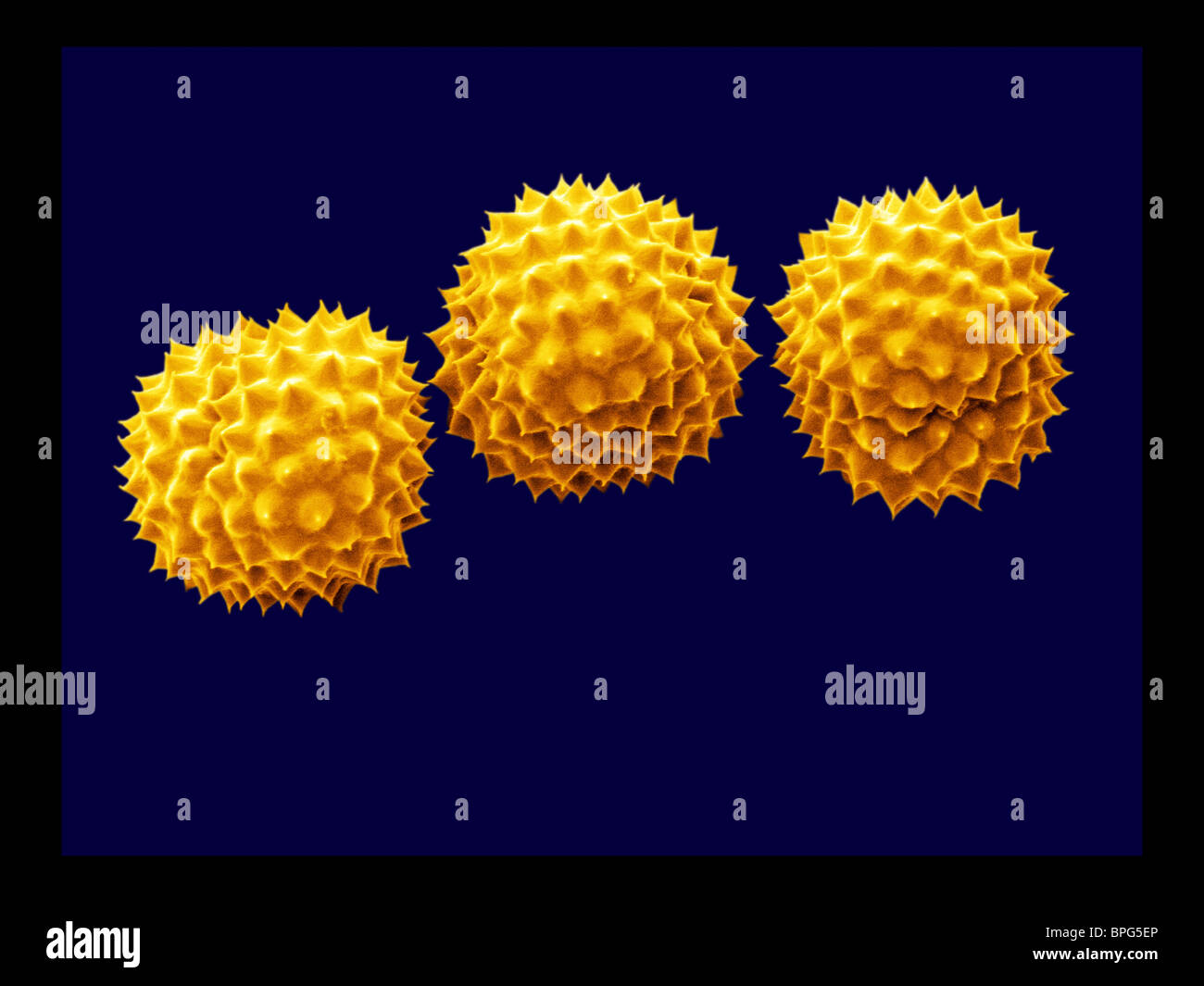 Pollen grains electron micrograph hi-res stock photography and images ...