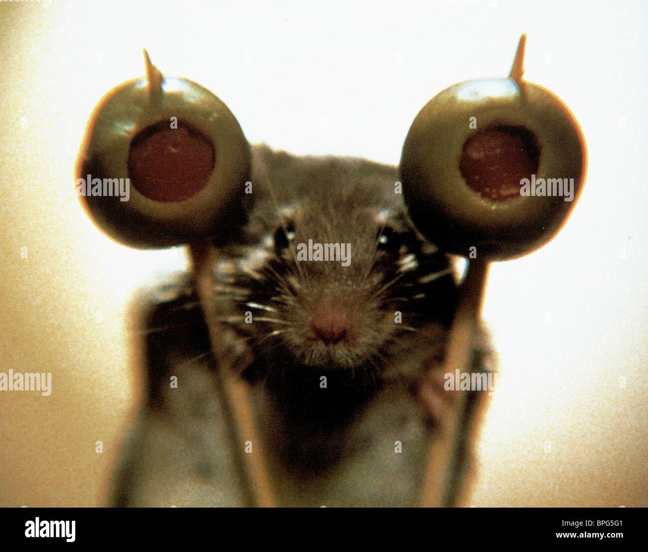 Mousehunt High Resolution Stock Photography and Images - Alamy