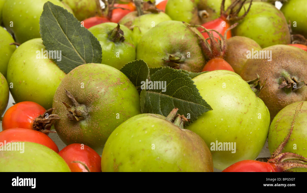 Hedgerow Fruit of vibrant red rosehips and green crabapples Stock Photo ...