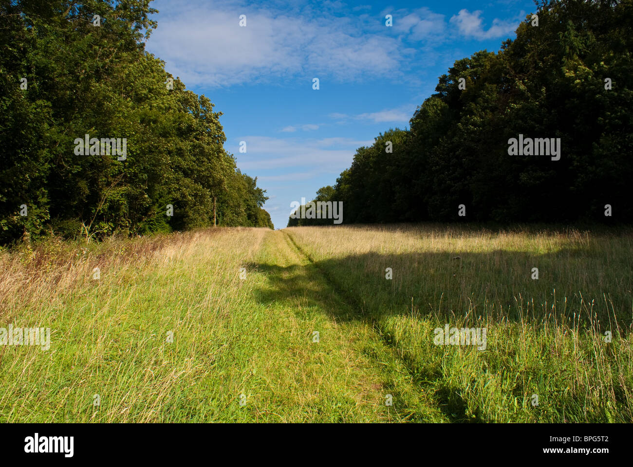Grassy path in summer Stock Photo - Alamy
