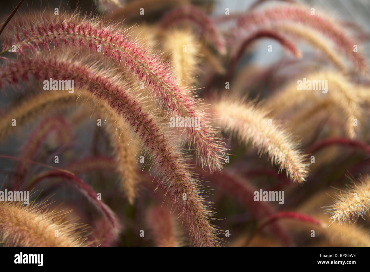 Heath shrub hi-res stock photography and images - Alamy