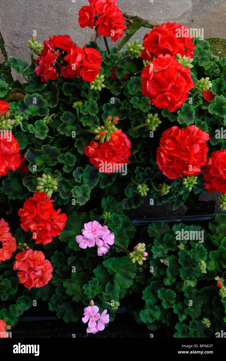 Pelargoniums hi-res stock photography and images - Alamy
