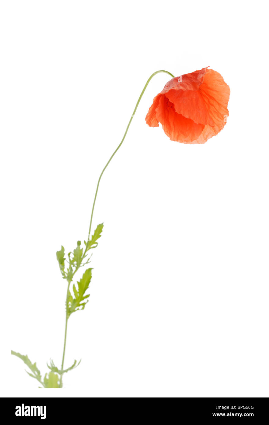 Red poppy cut-out Stock Photo - Alamy