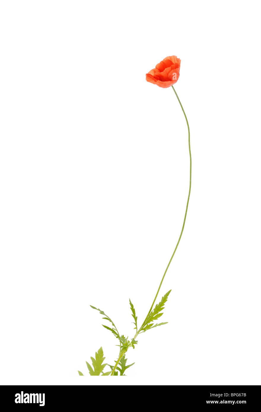 Beautiful view poppy flowers Cut Out Stock Images & Pictures - Alamy