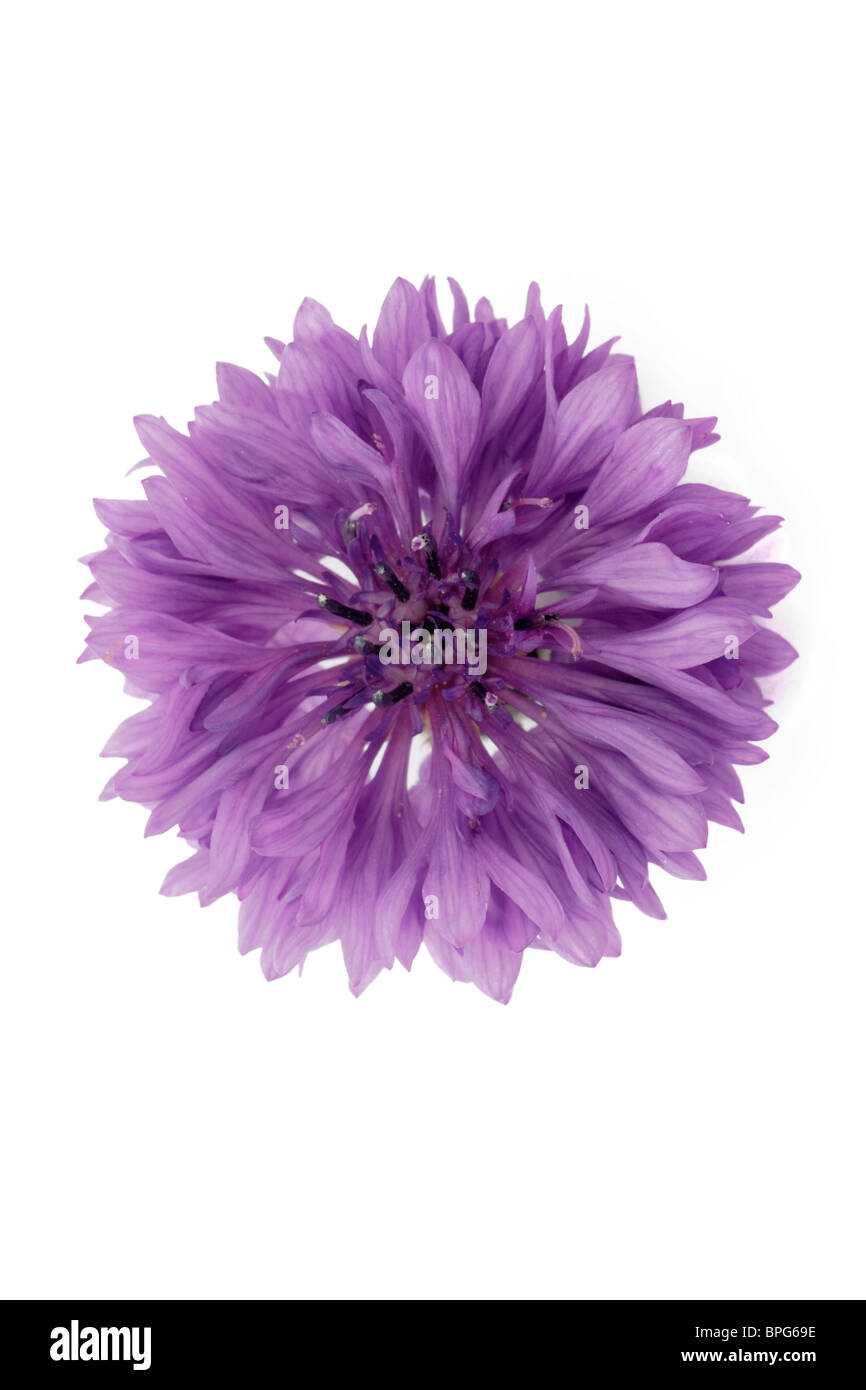 Cornflower centaurea cyanus flower Cut Out Stock Images & Pictures - Alamy