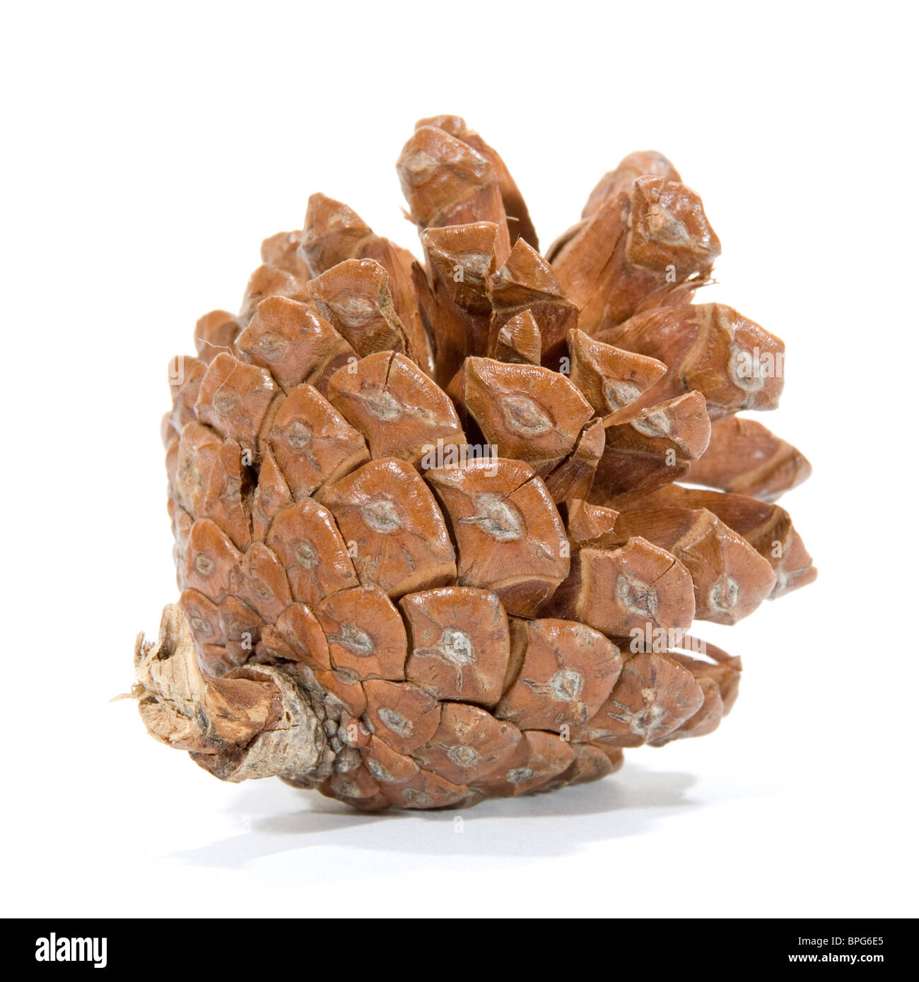 huge southern Europe pine cone isolated Stock Photo - Alamy