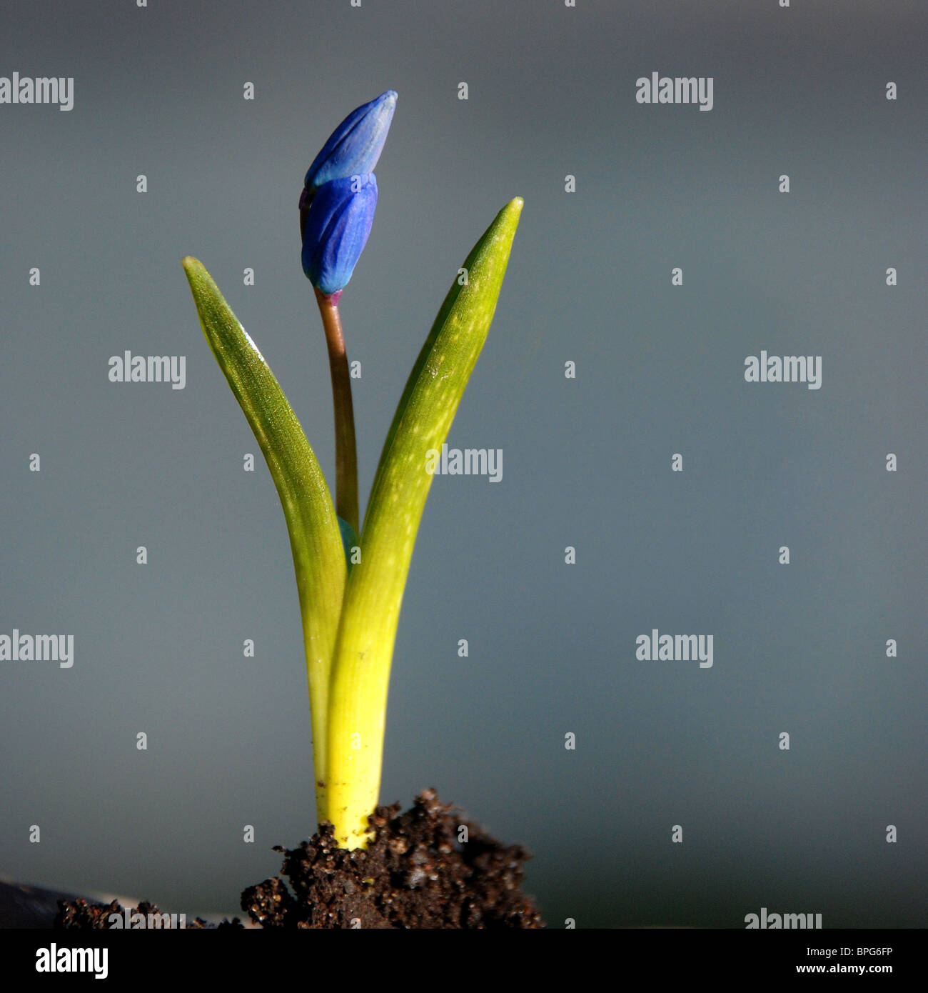 Rise flower hi-res stock photography and images - Alamy