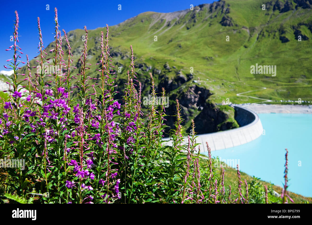 Swiss alps flower hi-res stock photography and images - Alamy