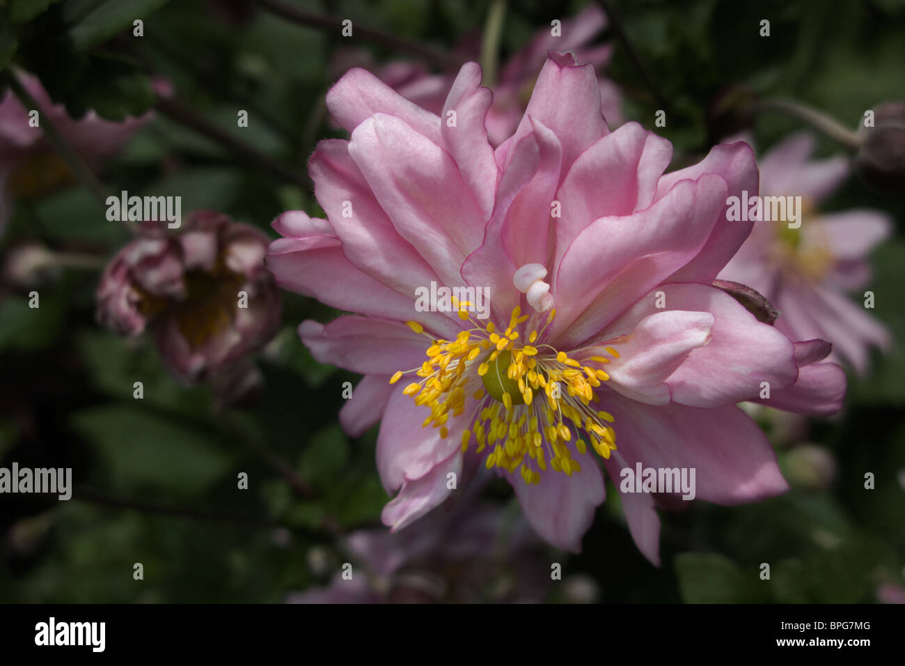 Lady gilmore pink flower pink anemones pink ann garrett garden hi-res ...