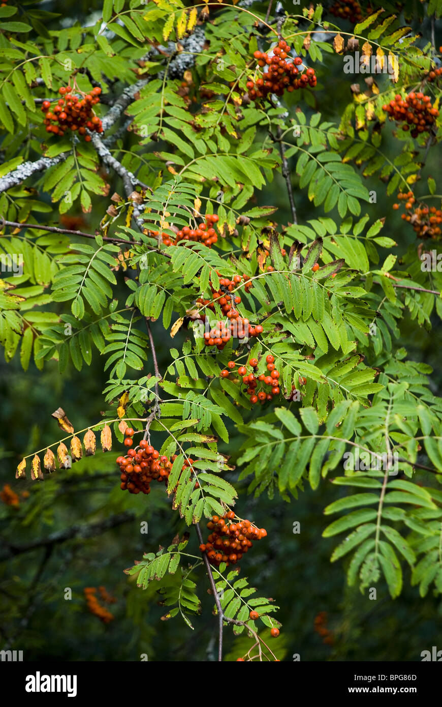 Dogberry tree hi-res stock photography and images - Alamy