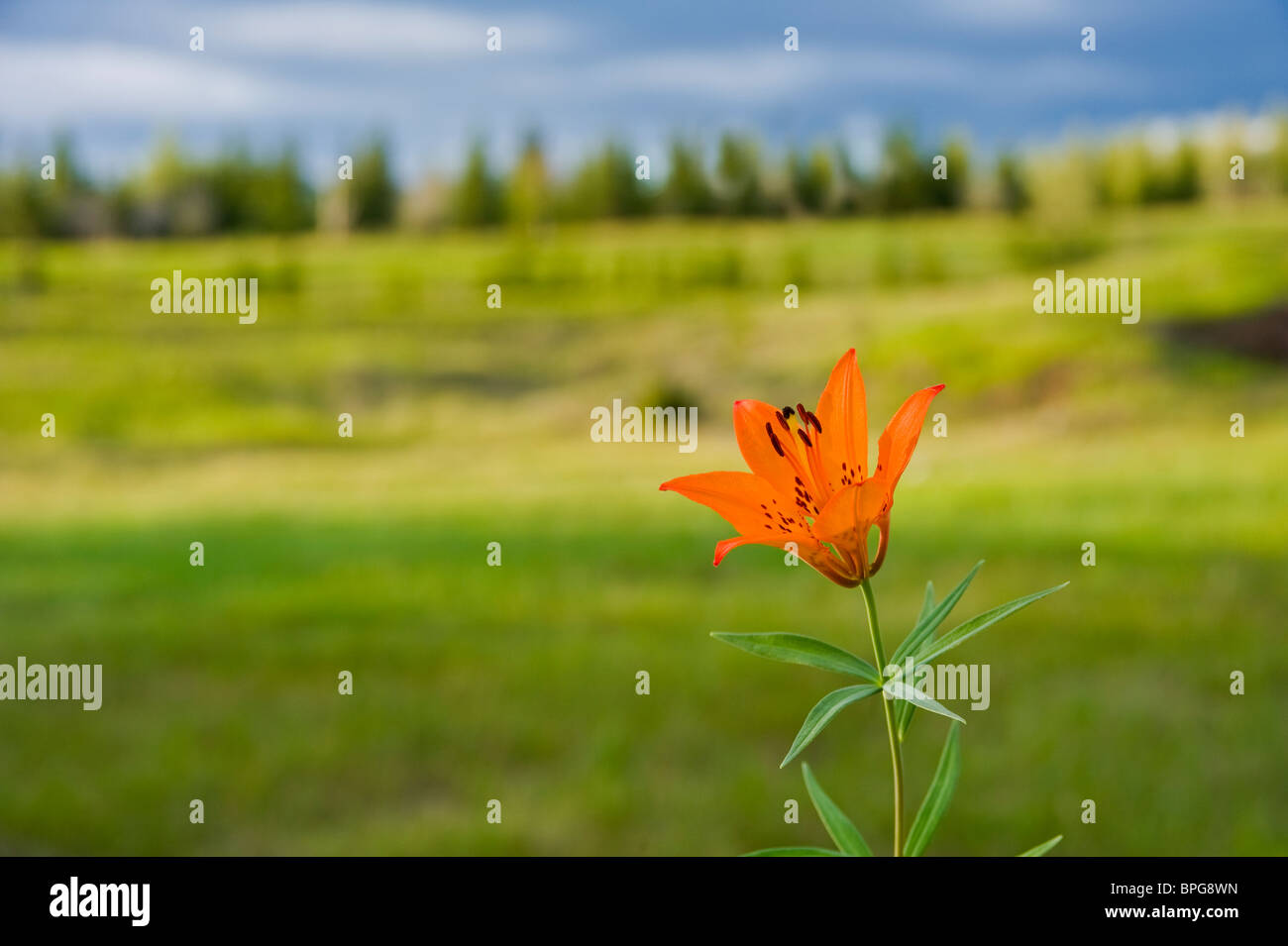 A wild Wood Lilly Stock Photo - Alamy