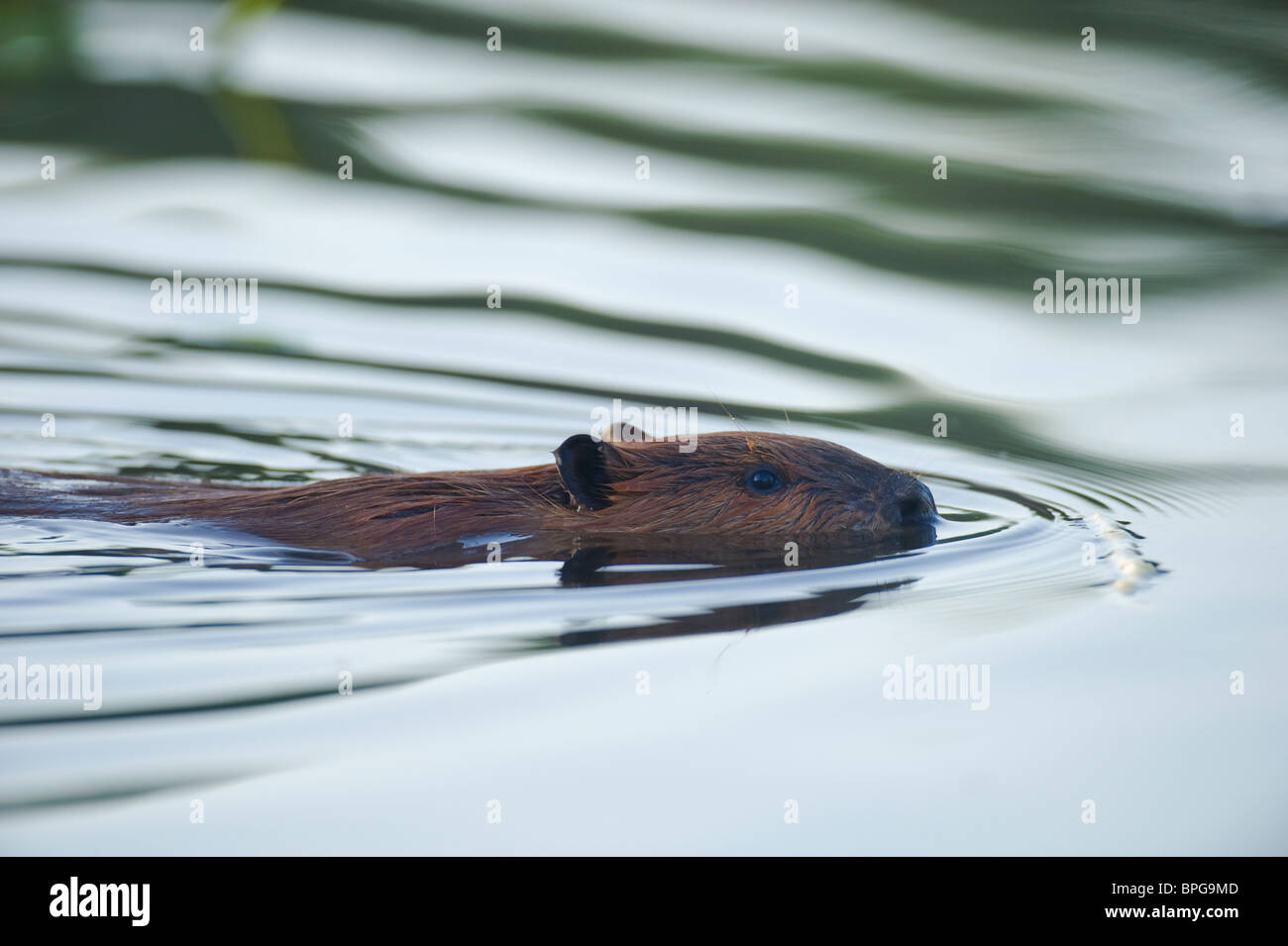 A wild beaver swimming Stock Photo - Alamy