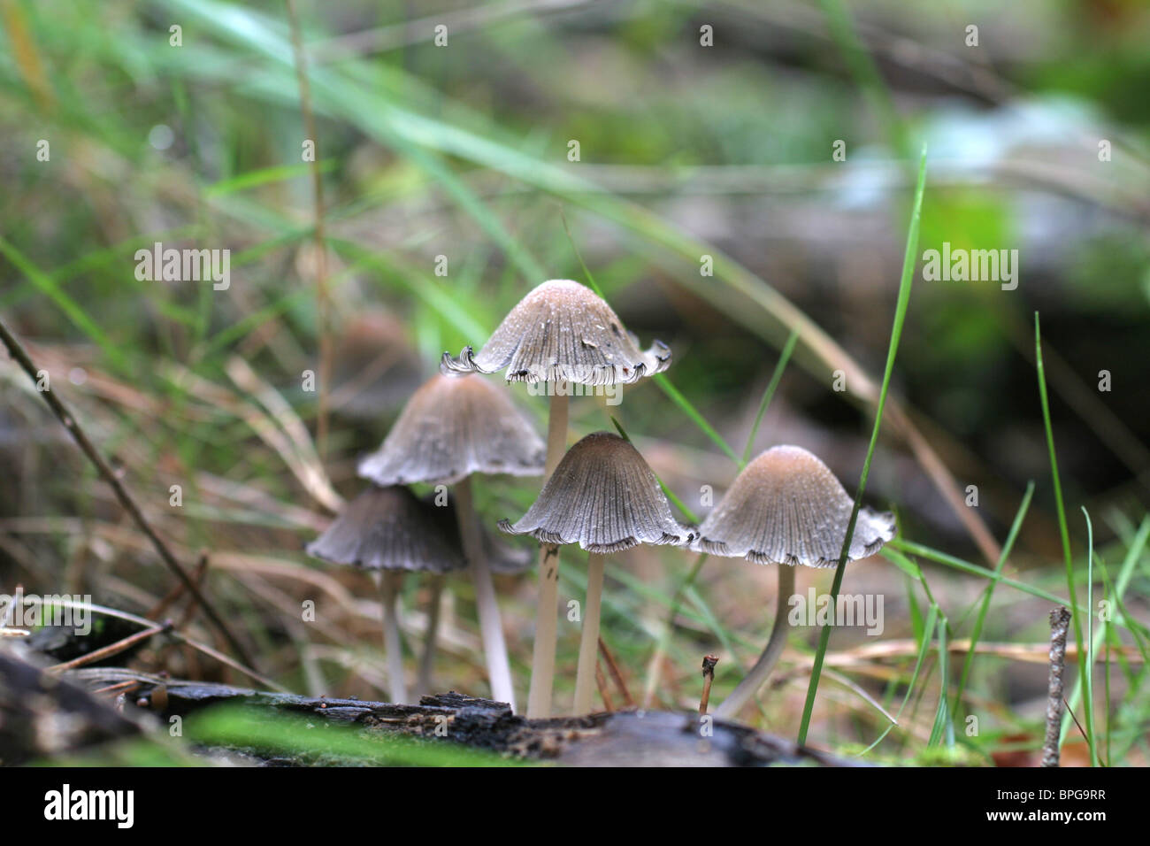 Pretty mushrooms hi-res stock photography and images - Alamy