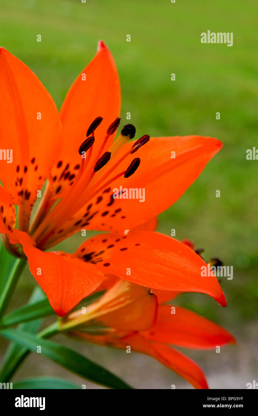 A close up image of a wild Wood Lilly Stock Photo - Alamy