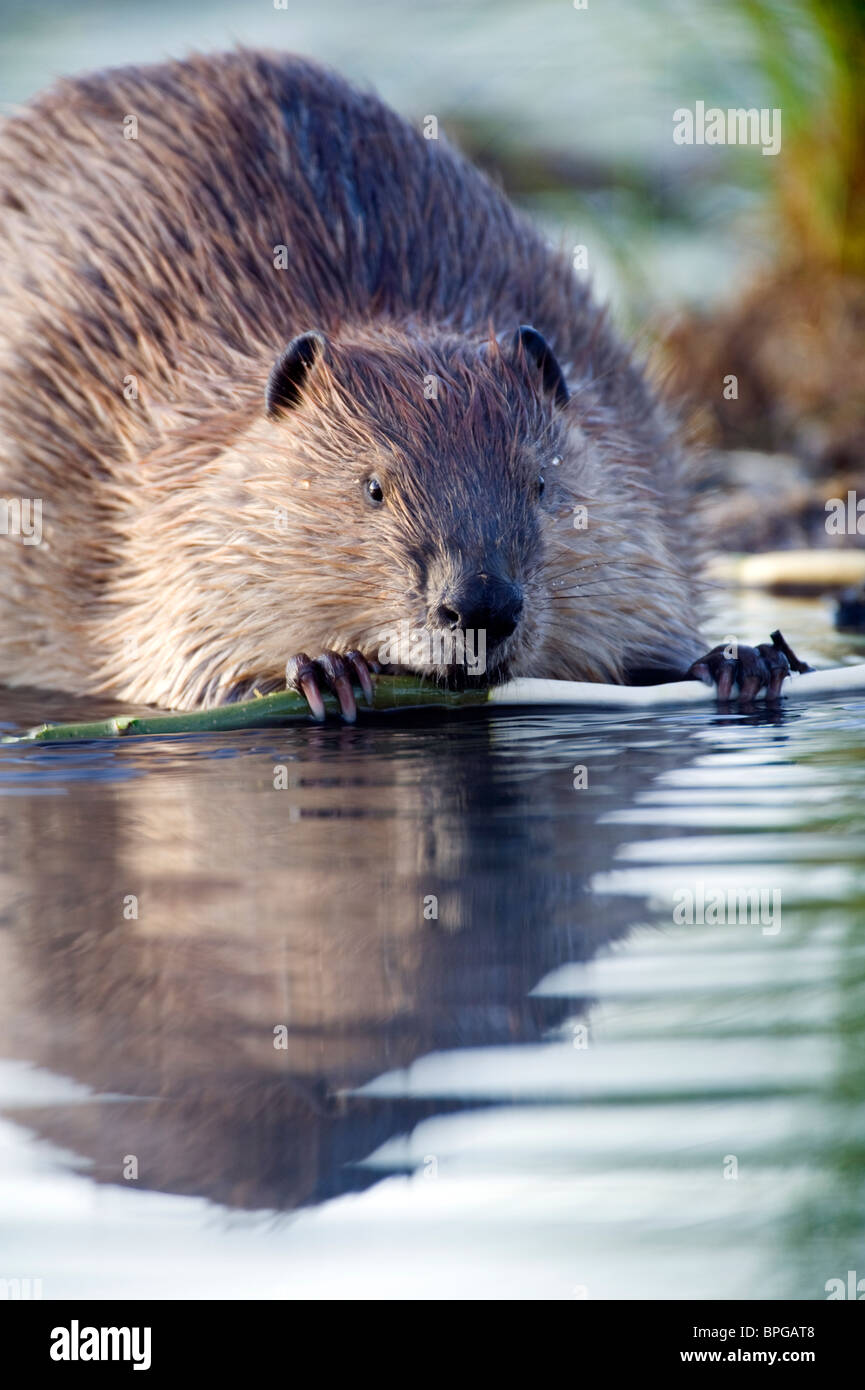 Beaver chewing tree hi-res stock photography and images - Alamy