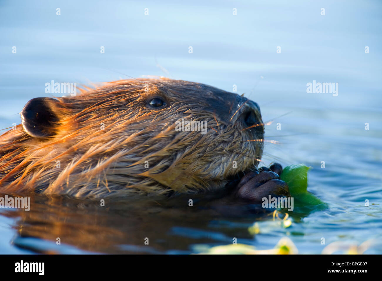 Beaver face hi-res stock photography and images - Alamy