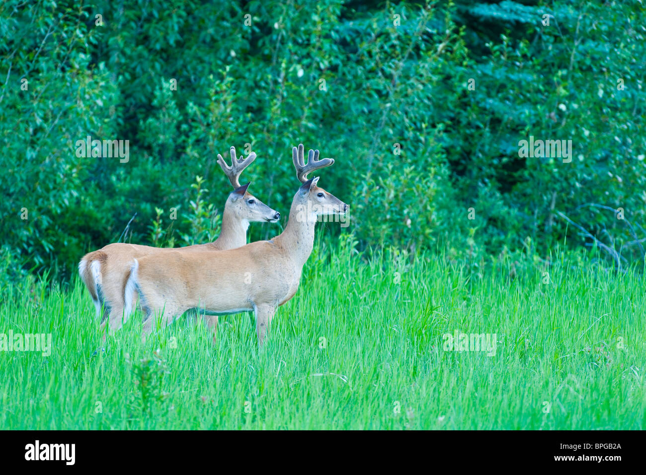 Two alert white tail deer Stock Photo - Alamy