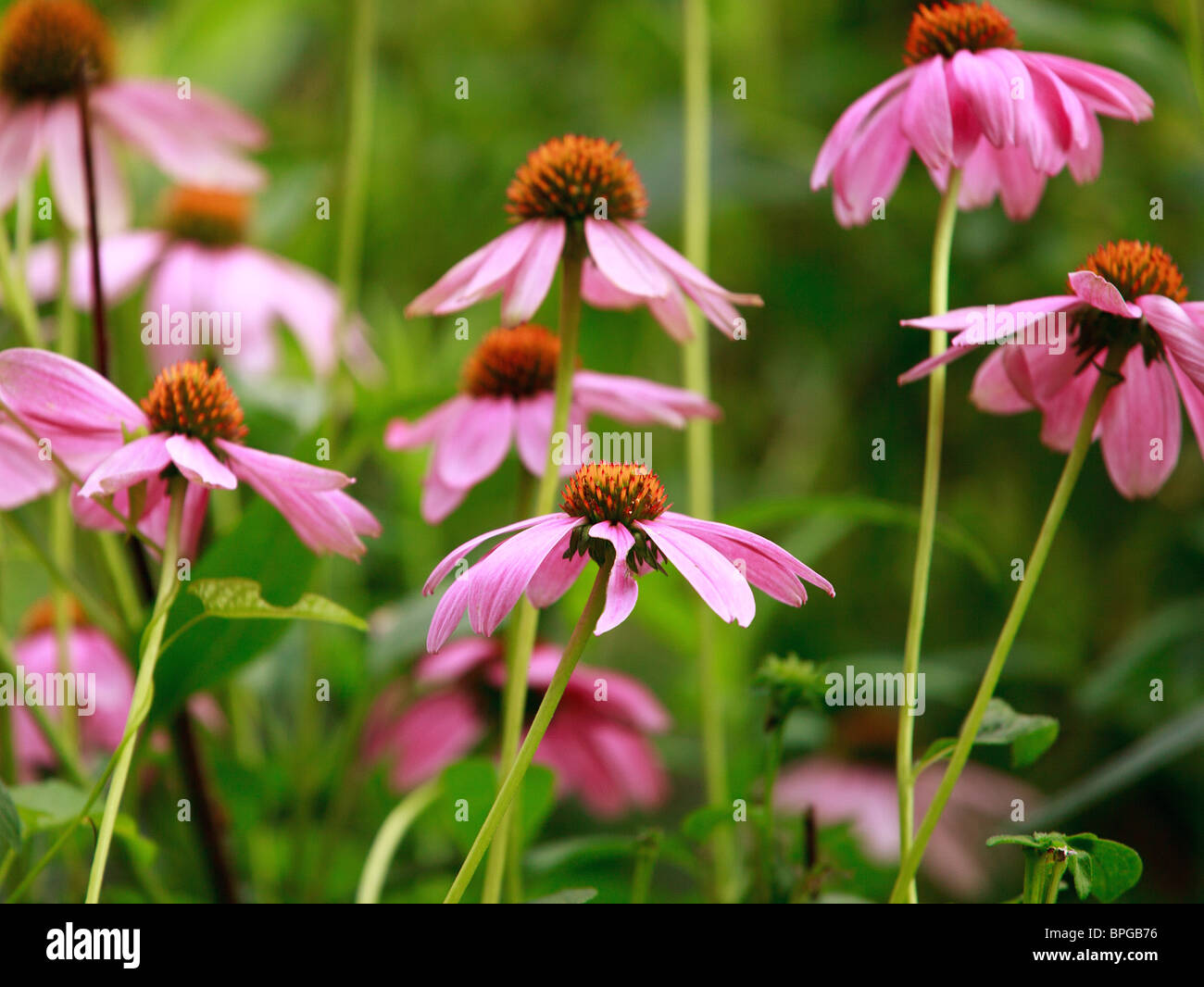 Cone flowers hi-res stock photography and images - Alamy