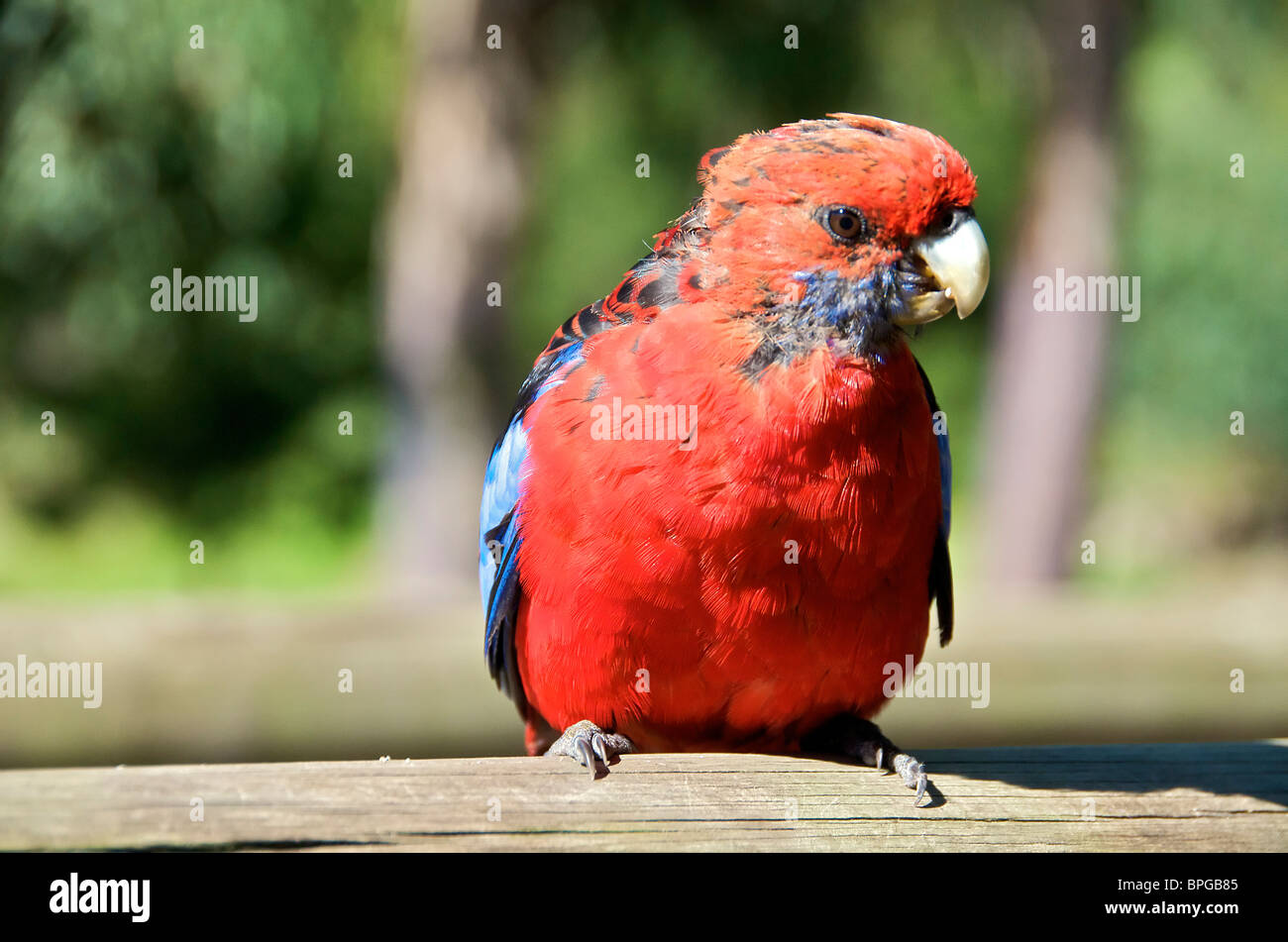 Australian rosella hi-res stock photography and images - Alamy