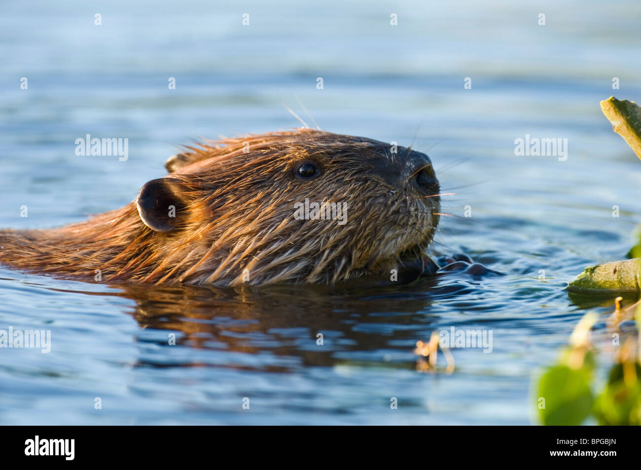 A close up view of a side view of a beaver's face Stock Photo - Alamy