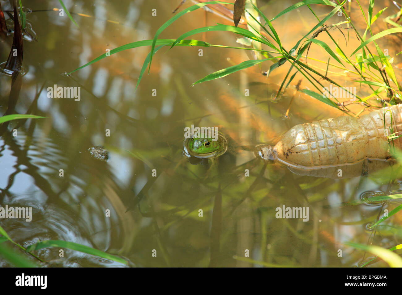Green Frog and Pollution Stock Photo - Alamy