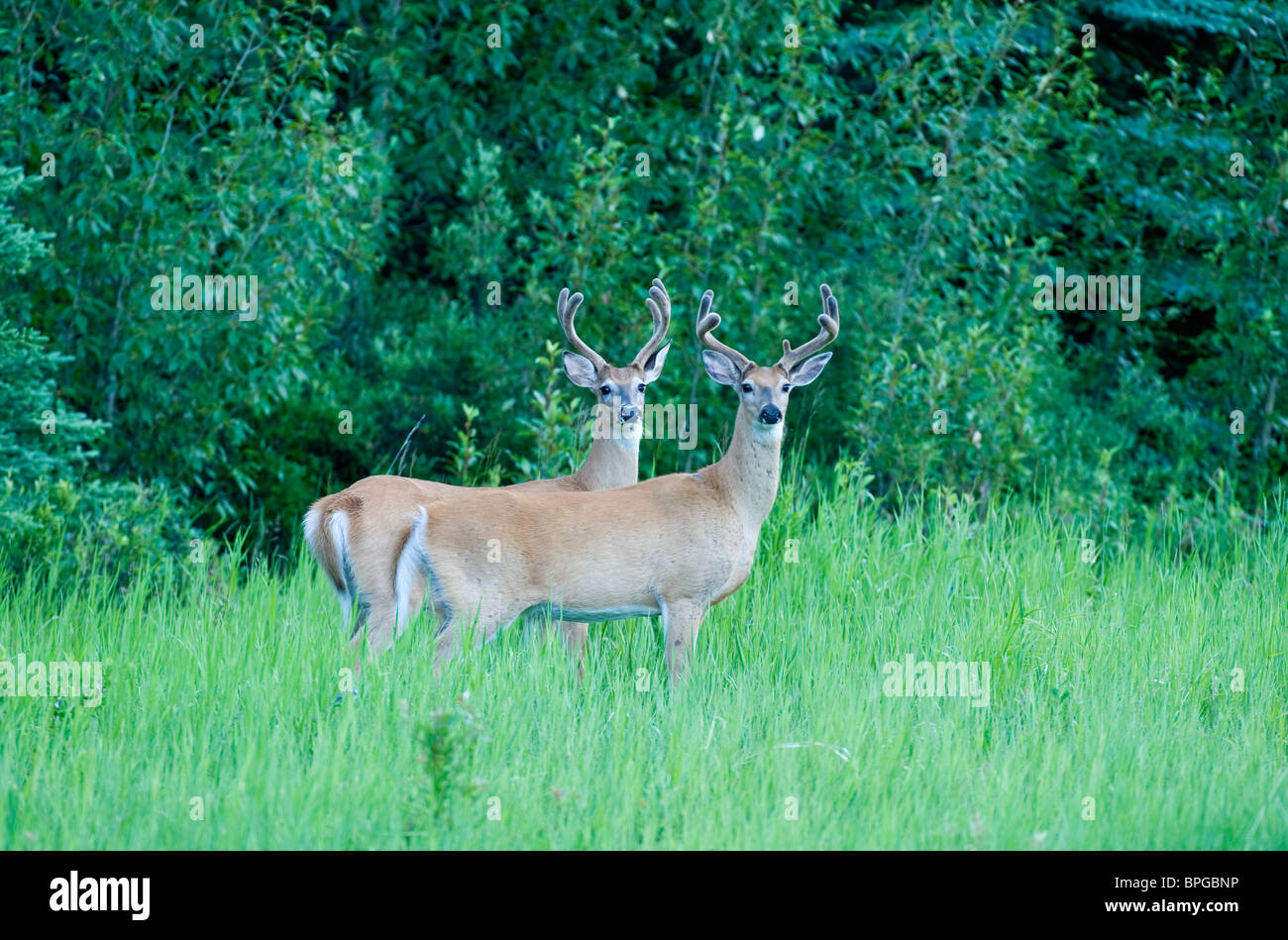 Two tailed animals hi-res stock photography and images - Alamy
