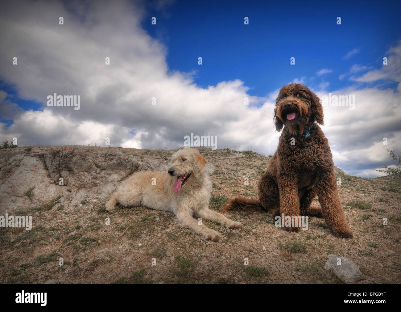 Two beautiful dogs posing against stunning sky Stock Photo - Alamy