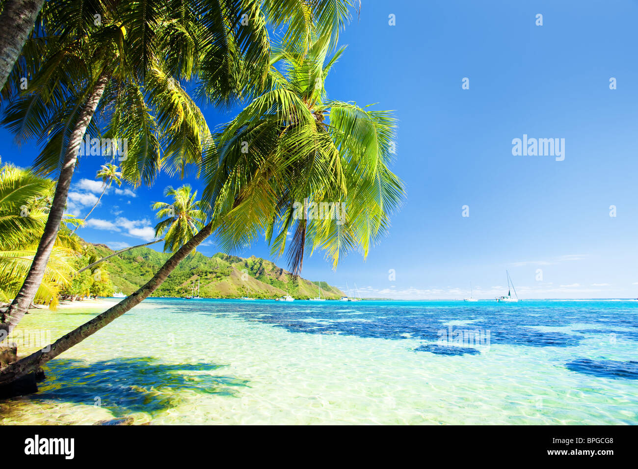 Palm tree hanging over stunning lagoon with blue sky Stock Photo - Alamy