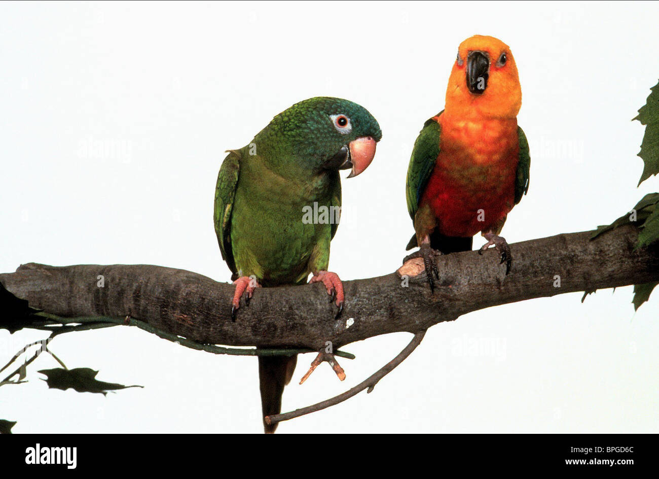 Paulie Parrot High Resolution Stock Photography and Images - Alamy