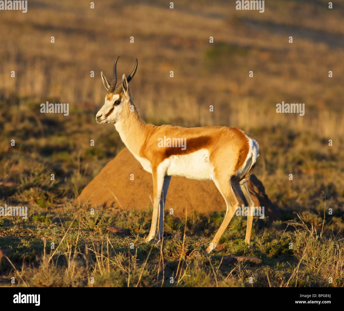 An springbok ram (Antidorcas marsupialis) in the Mountain Zebra ...