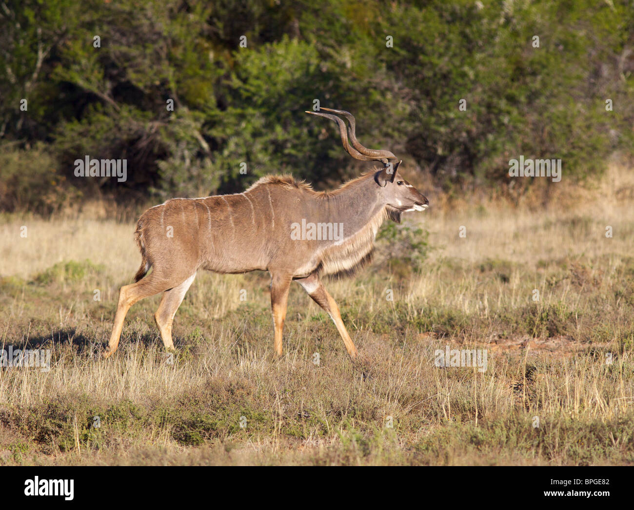 A kudu bull (Tragelaphus strepsiceros) in the Mountain Zebra National ...