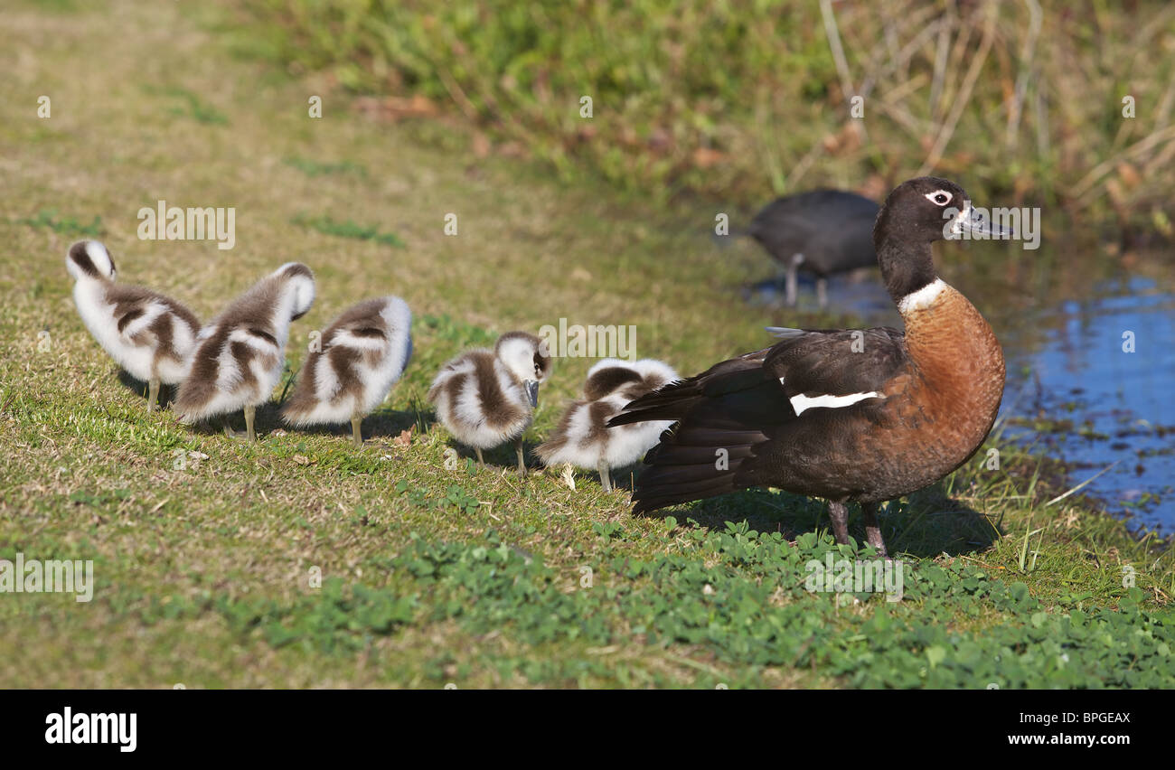 An Australian Shelduck (Tadorna tadornoides) with her ducklings Stock ...
