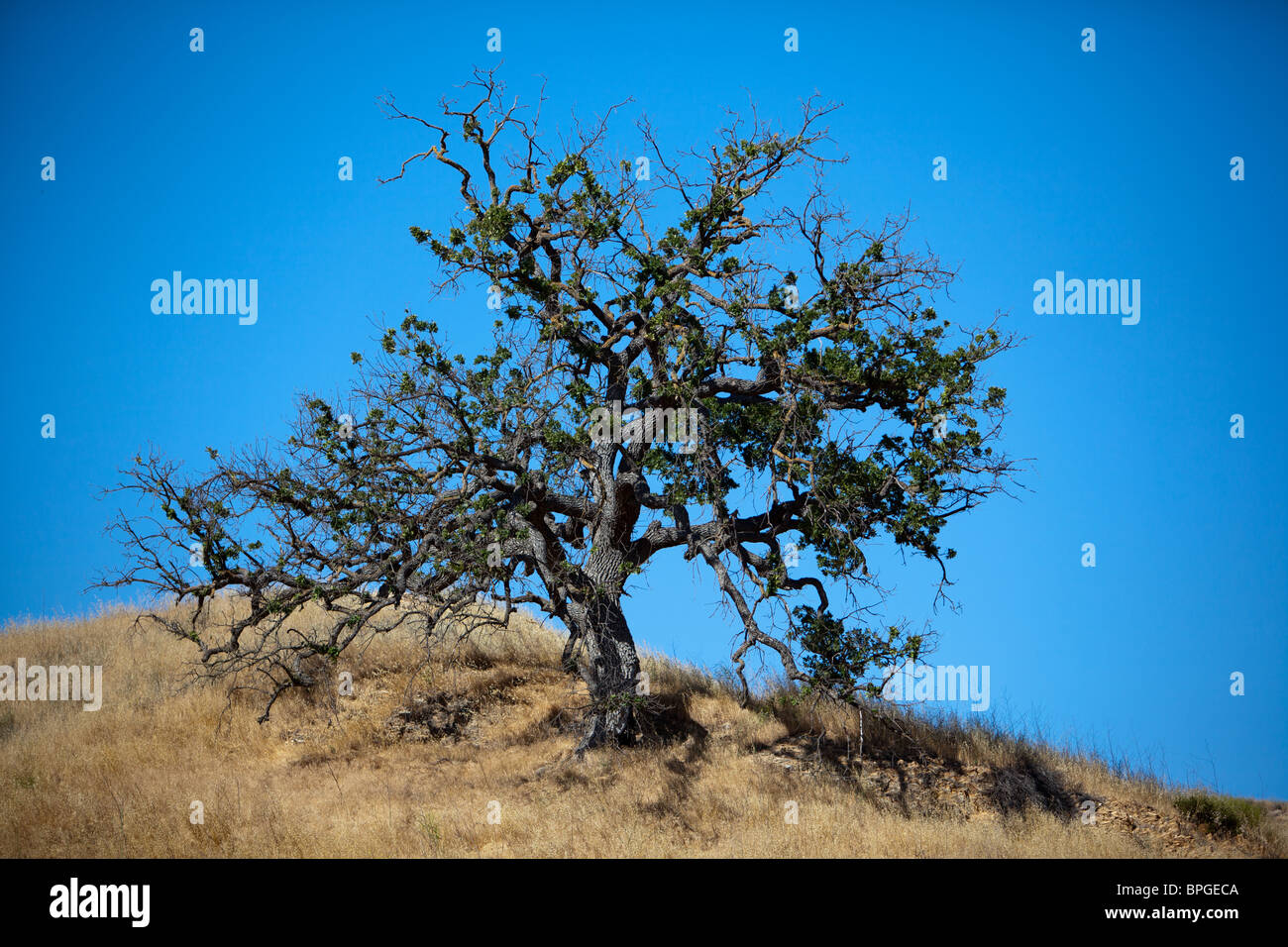 Gnarled oak tree hi-res stock photography and images - Alamy