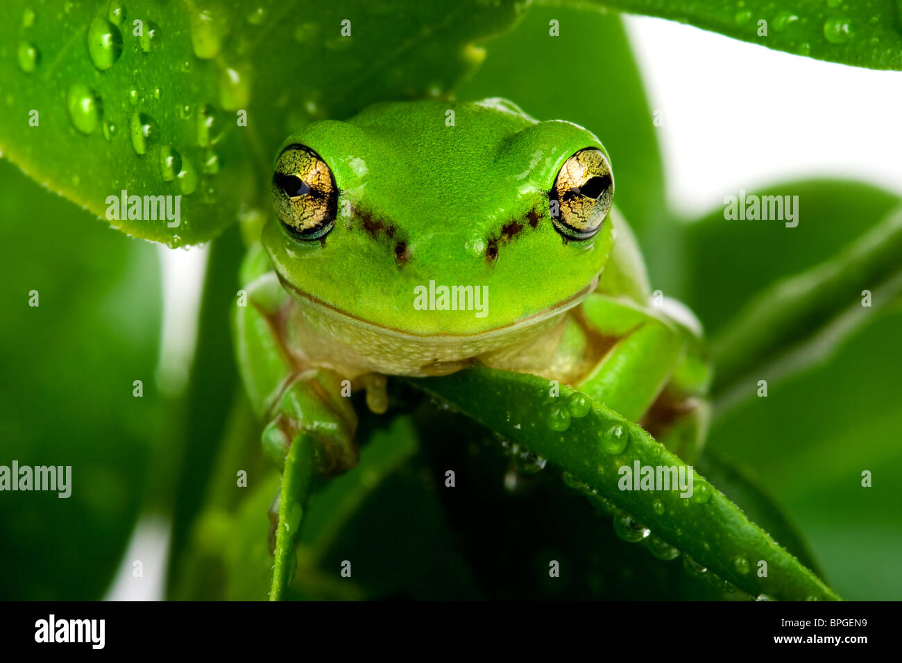 Frog peeking hi-res stock photography and images - Alamy