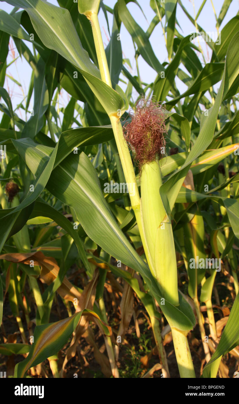 Corn stalk hi-res stock photography and images - Alamy