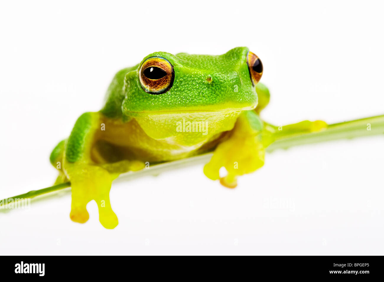 Small green tree frog sitting on grass blade Stock Photo - Alamy