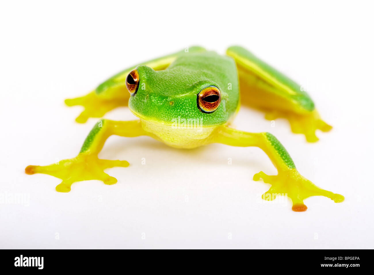 Little tree-frog on white background - close-up Stock Photo - Alamy