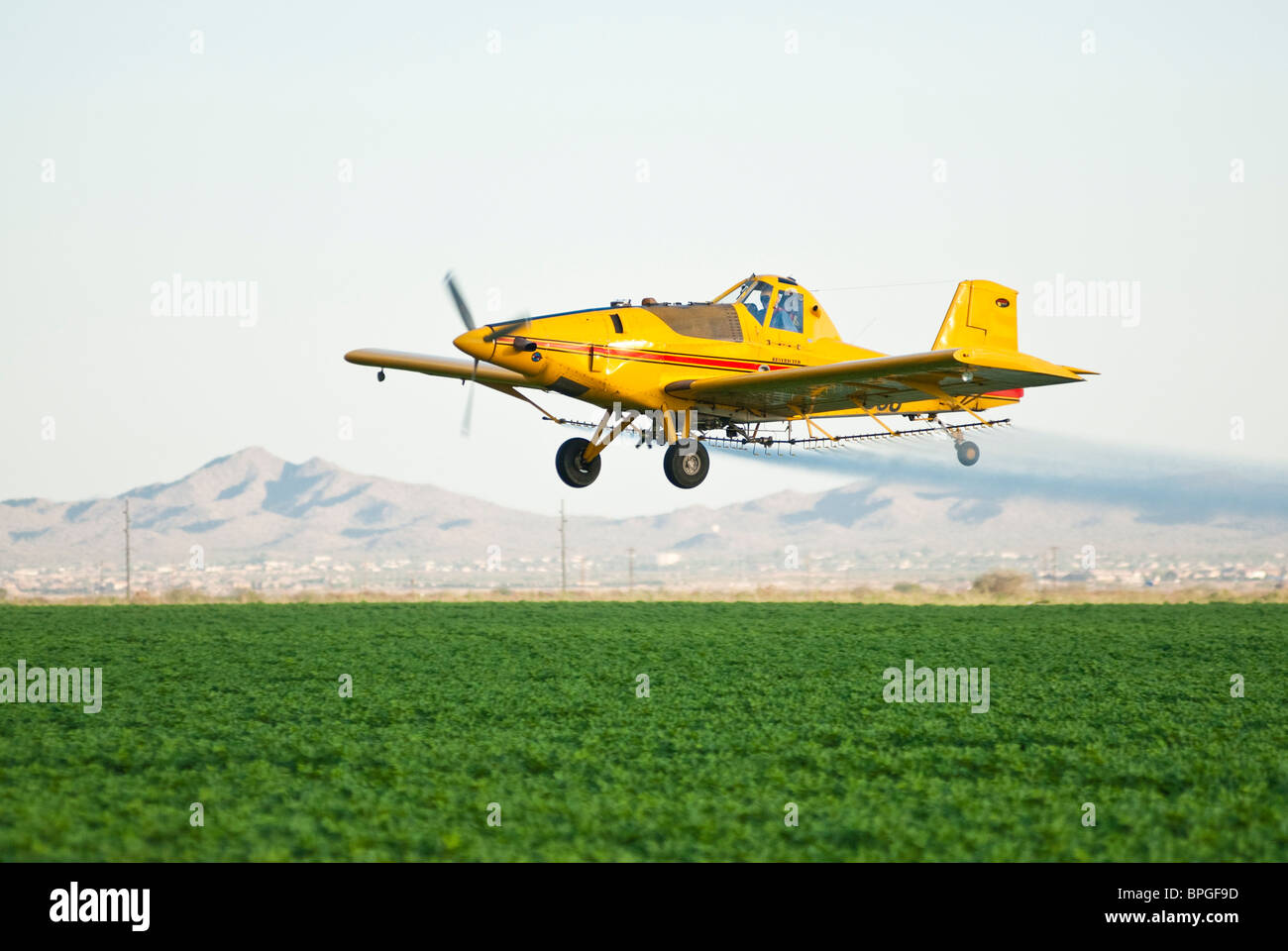 A crop dusting aircraft applies pesticides to a maturing cotton field ...
