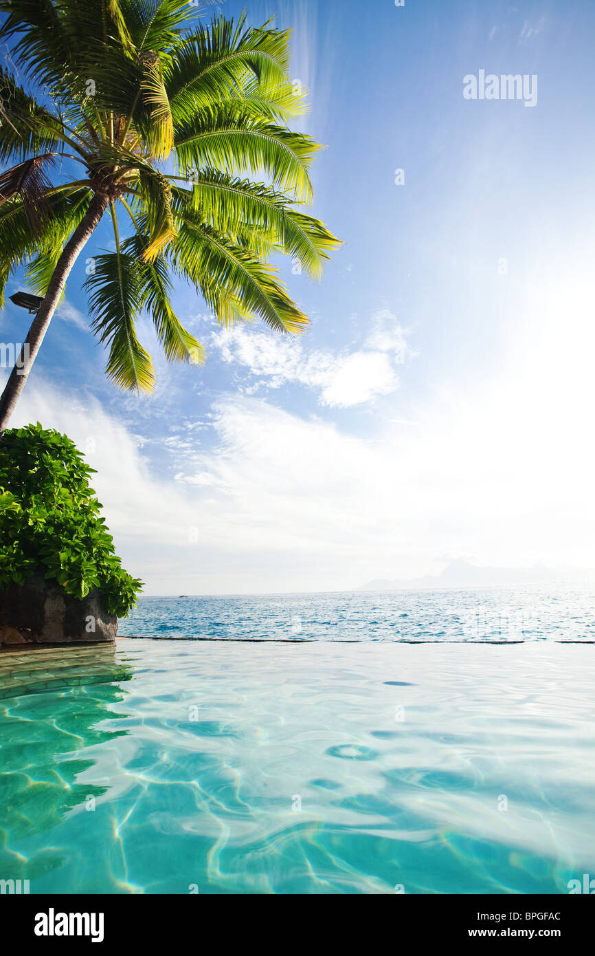 Palm tree hanging over infinity pool and ocean Stock Photo - Alamy