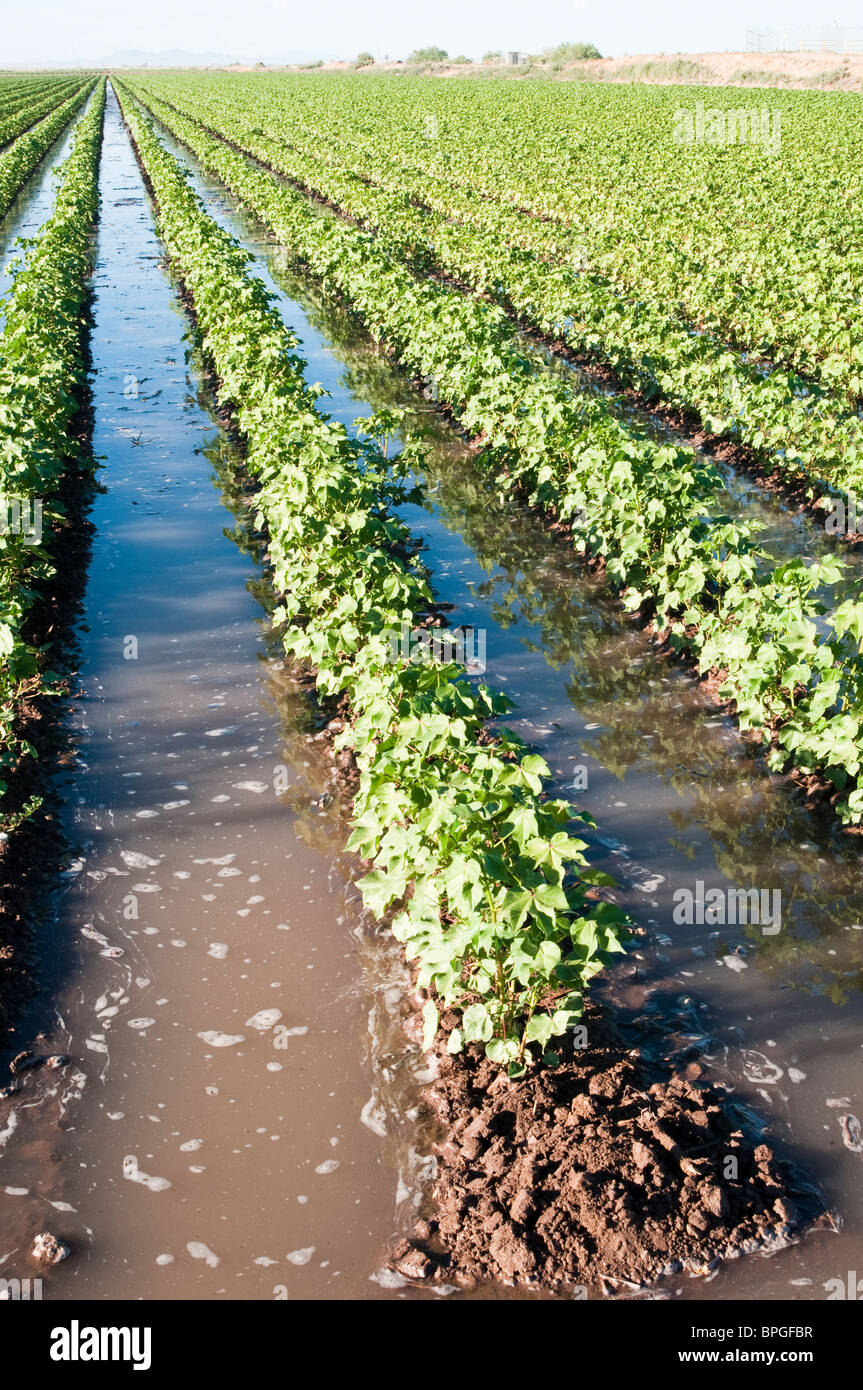 A cotton field is flooded to irrigate the young plants Stock Photo - Alamy