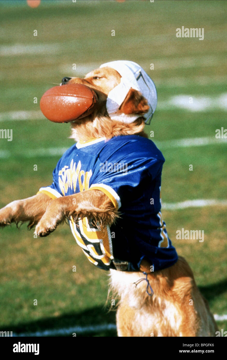 Air Bud Dog High Resolution Stock Photography and Images - Alamy