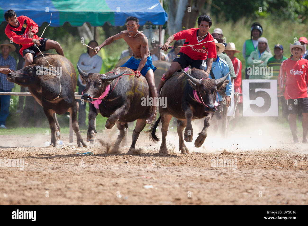 Buffalo racing in Thailand Stock Photo - Alamy